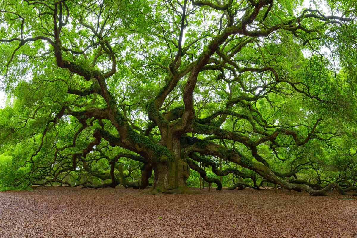 Angel Oak – John Richter Fine Art Photography